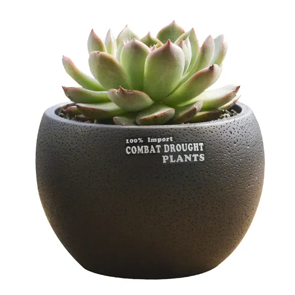 desktop succulent
